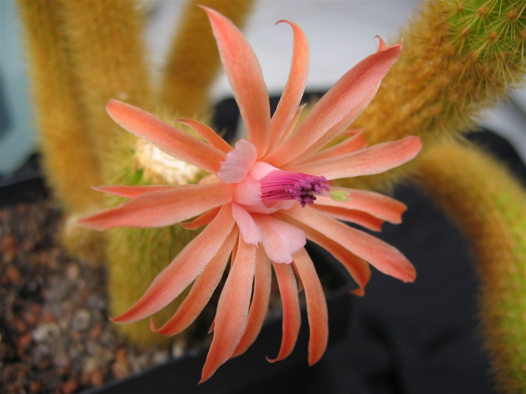 Hildewintera aurespina 2005